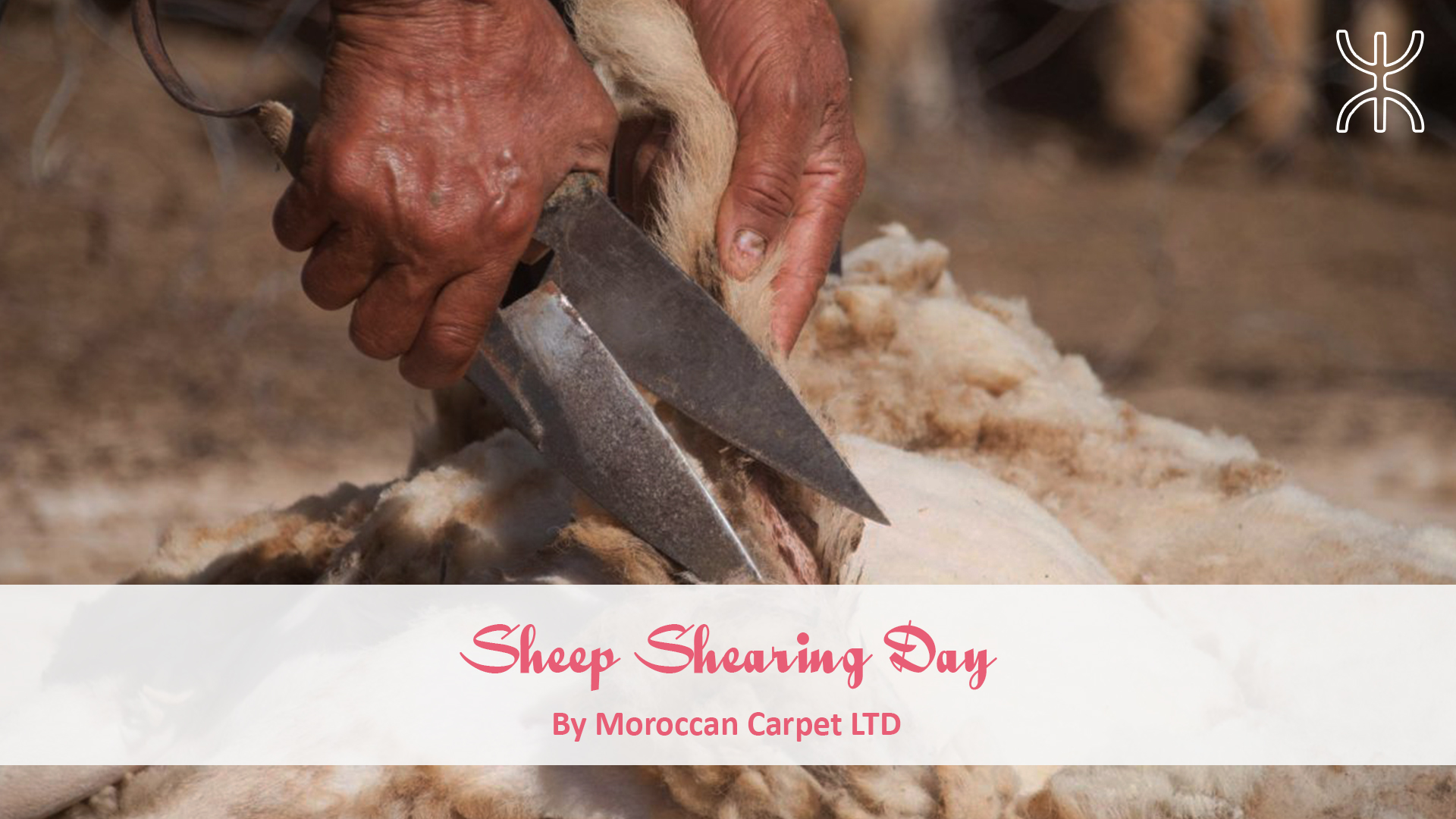 Sheep Shearing Day - Moroccan Carpet & Rug
